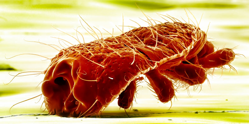 Parasite Gallery3 - TheLifeTree.com