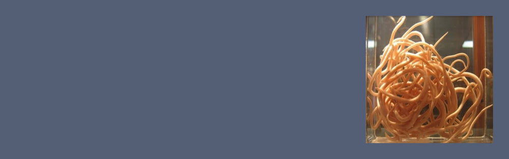 Parasite Gallery3 - TheLifeTree.com