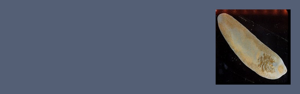 Parasite Gallery3 - TheLifeTree.com